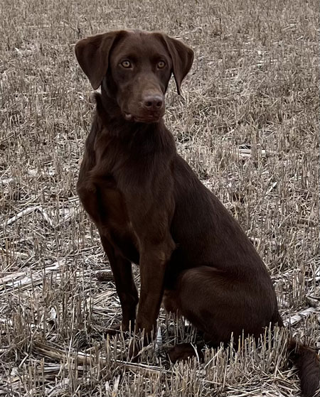 Labrador Retriever Dogs For Sale Outback Kennels