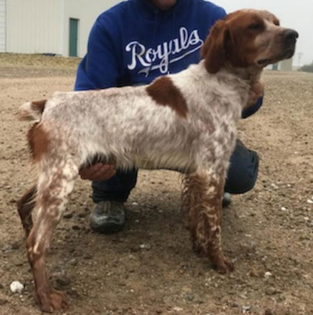 Brittany Dogs For Sale Outback Kennels