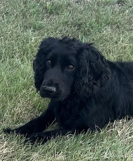 Labrador Retriever Dogs For Sale Outback Kennels