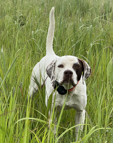 English Pointer Hunting Dogs For Sale Outback Kennels