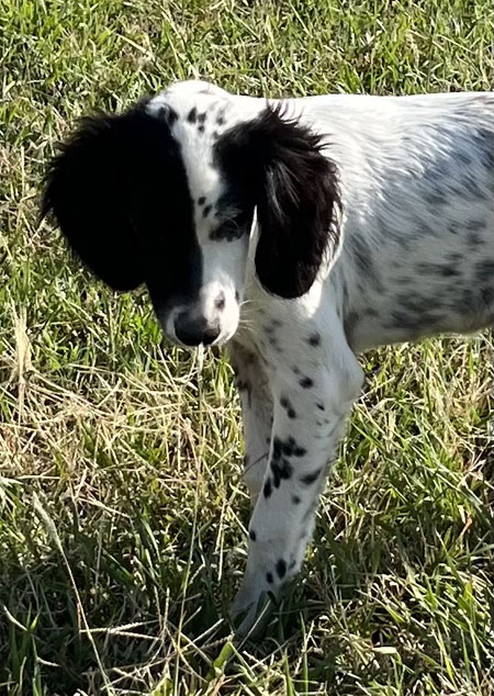 Black English Setter Mix