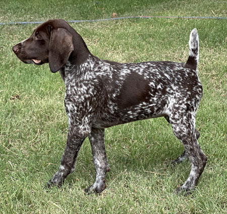 Liver German Shorthaired Pointer