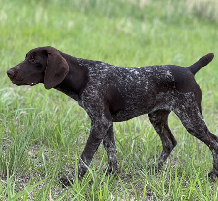 Black Roan German Shorthaired Pointer