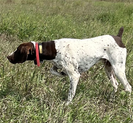 White German Wirehaired Pointer Puppies