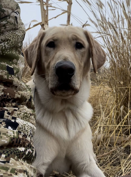 Labrador Retriever Dogs For Sale Outback Kennels