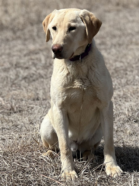 Labrador Retriever Dogs For Sale Outback Kennels