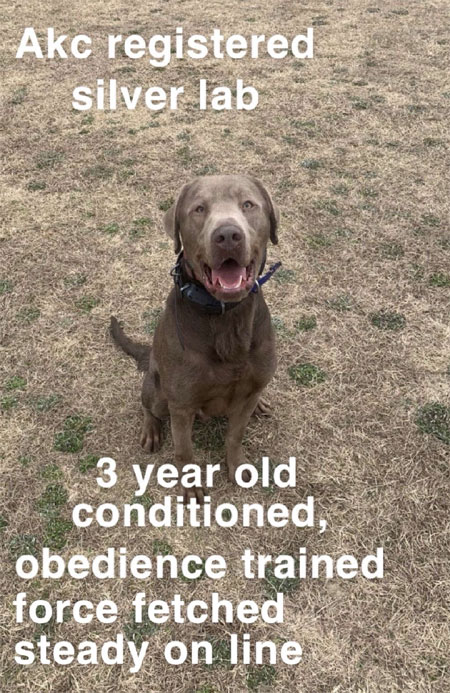 Labrador Retriever Dogs For Sale Outback Kennels