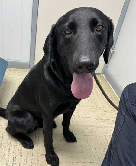 Labrador Retriever Dogs For Sale Outback Kennels