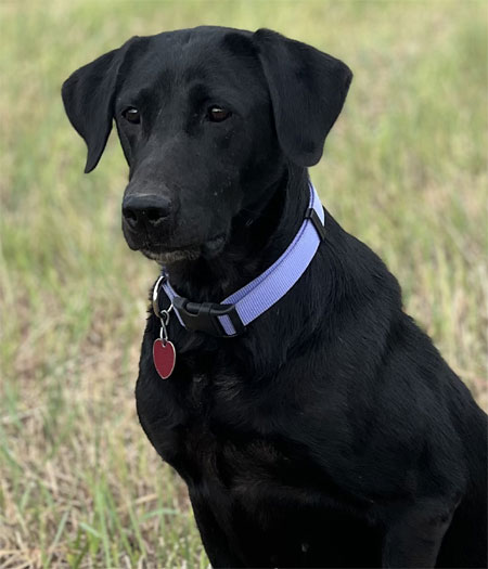 Labrador Retriever Dogs For Sale Outback Kennels