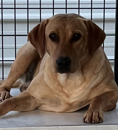 Labrador Retriever Dogs For Sale Outback Kennels