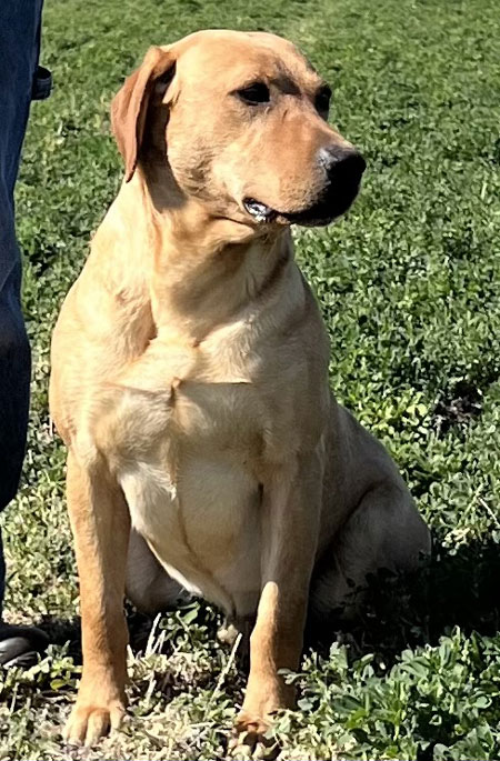 American Labrador Retriever Hunting