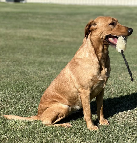 Labrador Retriever Dogs For Sale Outback Kennels