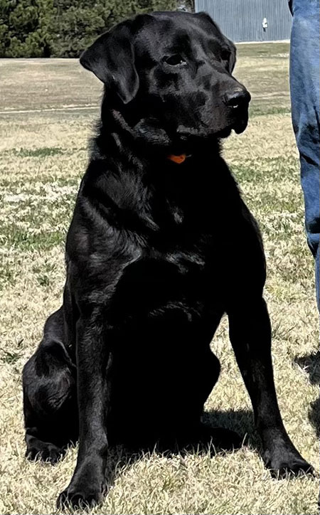 Labrador Retriever Dogs For Sale Outback Kennels