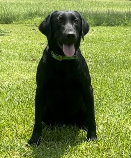 Labrador Retriever Dogs For Sale Outback Kennels