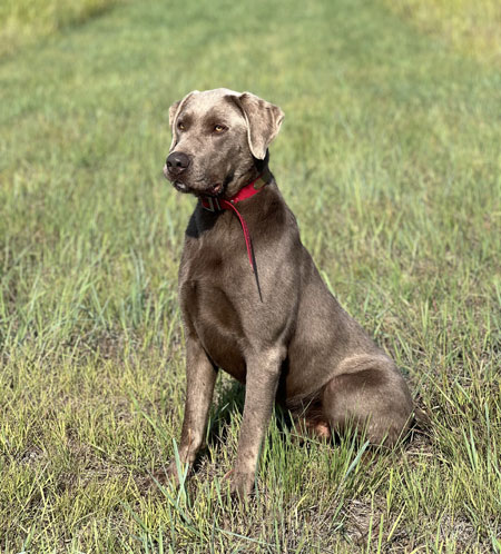 Labrador Retriever Dogs For Sale Outback Kennels