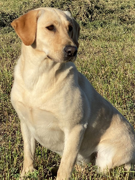 Labrador Retriever Dogs For Sale Outback Kennels