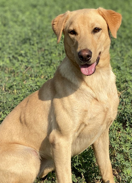Labrador Retriever Dogs For Sale Outback Kennels