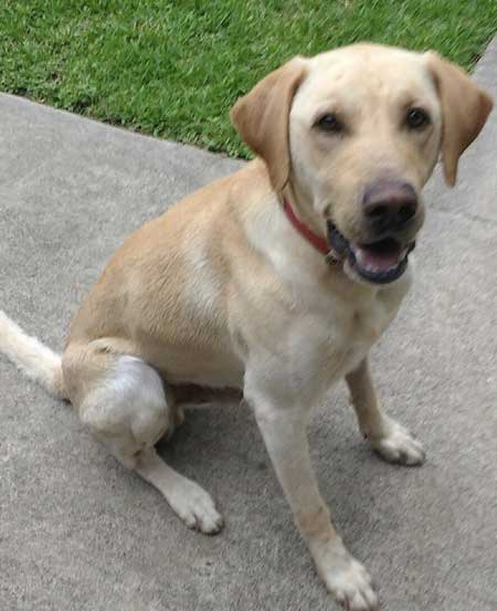 Labrador Retriever Dogs For Sale Outback Kennels