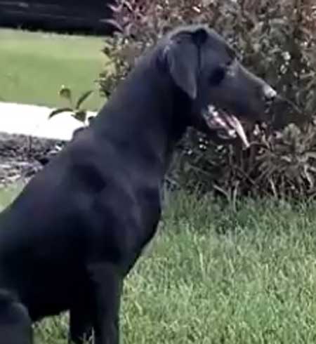 Labrador Retriever Dogs For Sale Outback Kennels