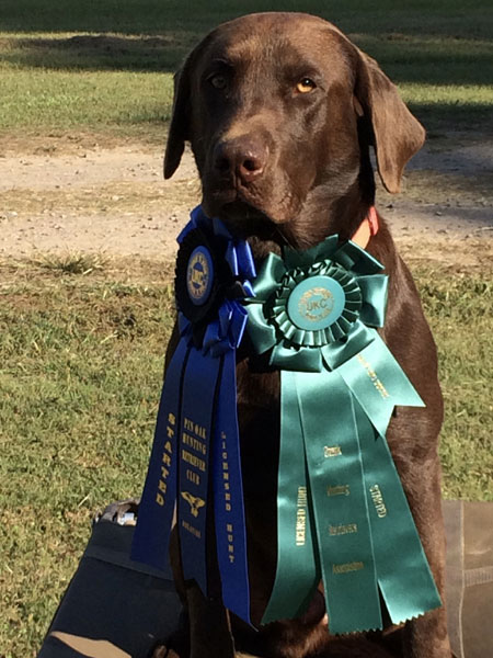 Labrador Retriever Dogs For Sale Outback Kennels
