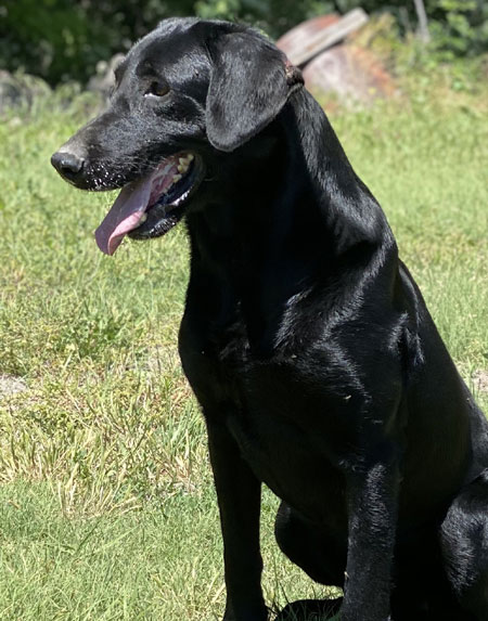 Labrador Retriever Dogs For Sale Outback Kennels