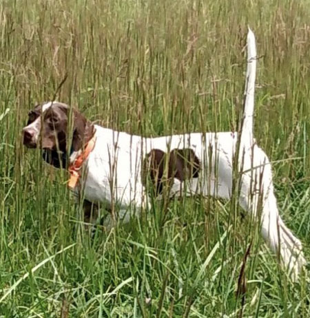 English Pointer Hunting Dogs For Sale Outback Kennels