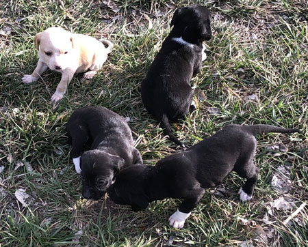 Puppies For Sale Outback Kennels