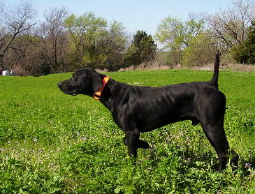 Hunting Dogs for sale from Outback Kennels